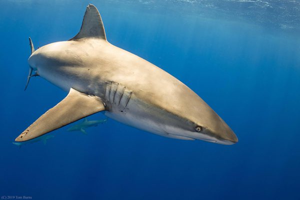 Thomas M. Burns, DVM - Global Shark Conservation and Research